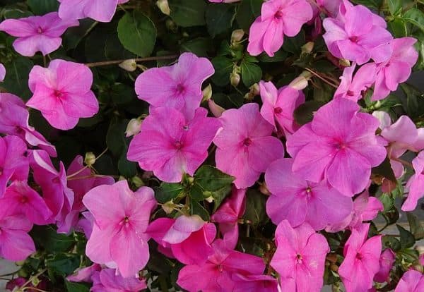 The 10 Best Plants that Grow in Shade