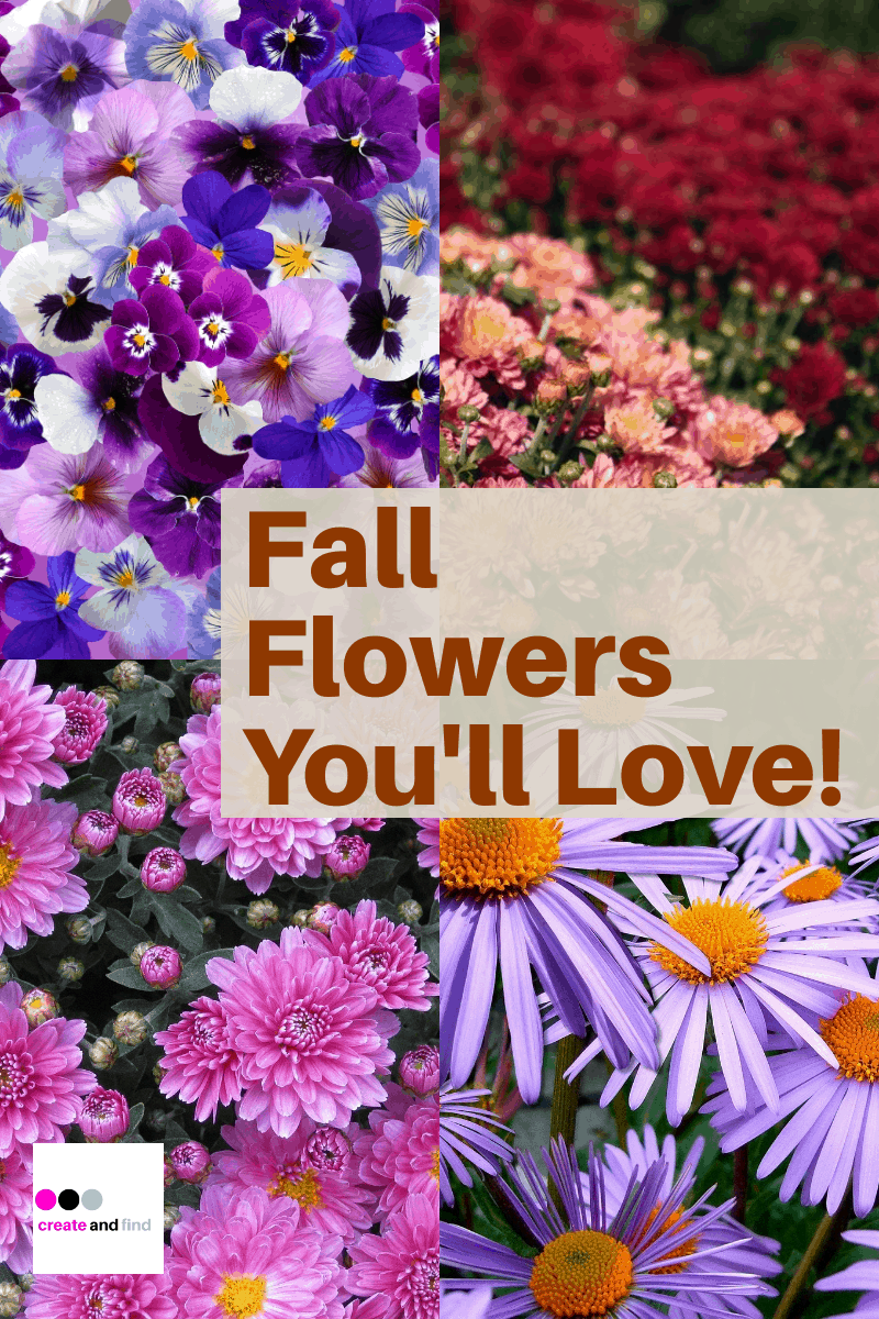 Fall Flowers to Plant For Gorgeous Seasonal Color