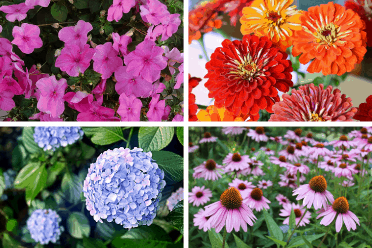 Long Blooming Flowers That Give You Months of Color