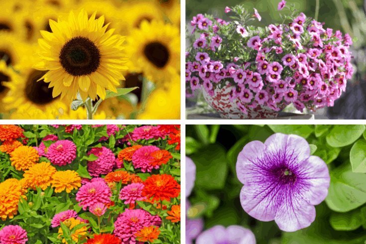 Full Sun Annuals for a Beautiful Yard