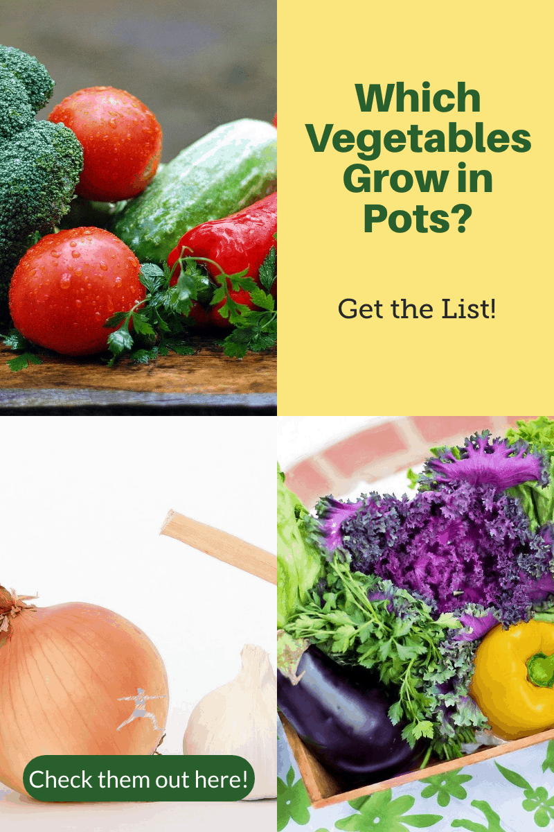 The Perfect Garden Vegetables to Grow In Pots