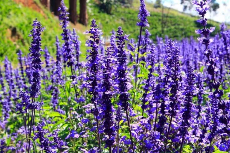 List Of Drought Tolerant Perennials For A Stellar Yard 1824