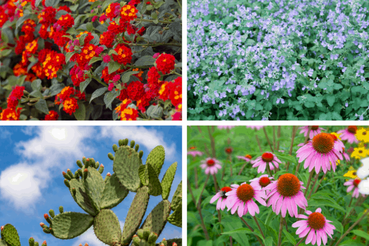 List Of Drought Tolerant Perennials For A Stellar Yard 5495