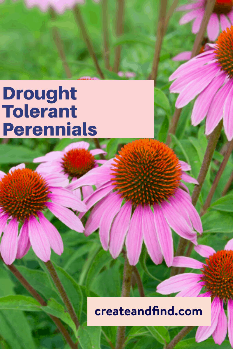 List Of Drought Tolerant Perennials For A Stellar Yard 2642