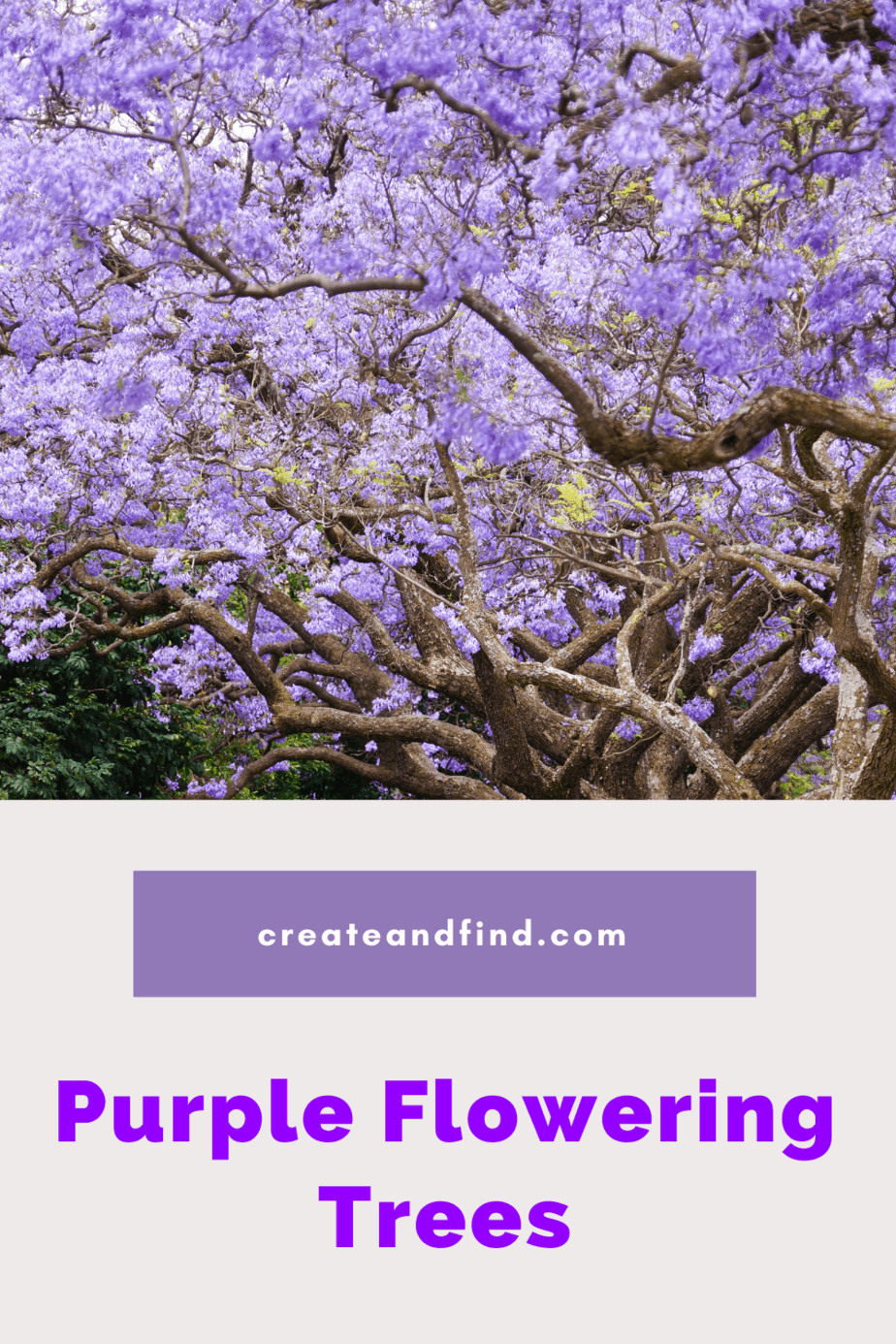 6 Beautiful Purple Flowering Trees
