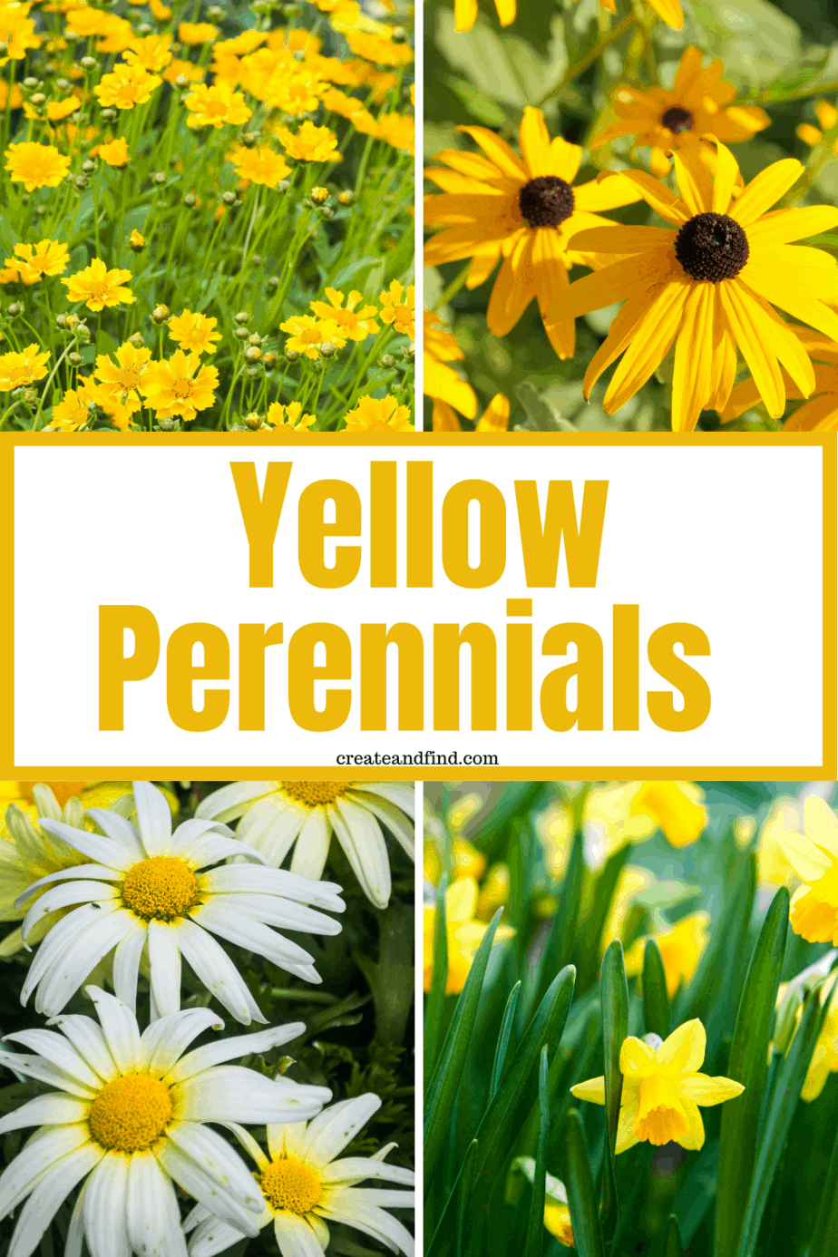 Yellow Perennial Flowers Identification Chart