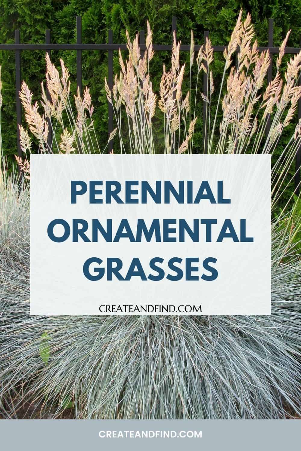 8 Best Perennial Ornamental Grasses