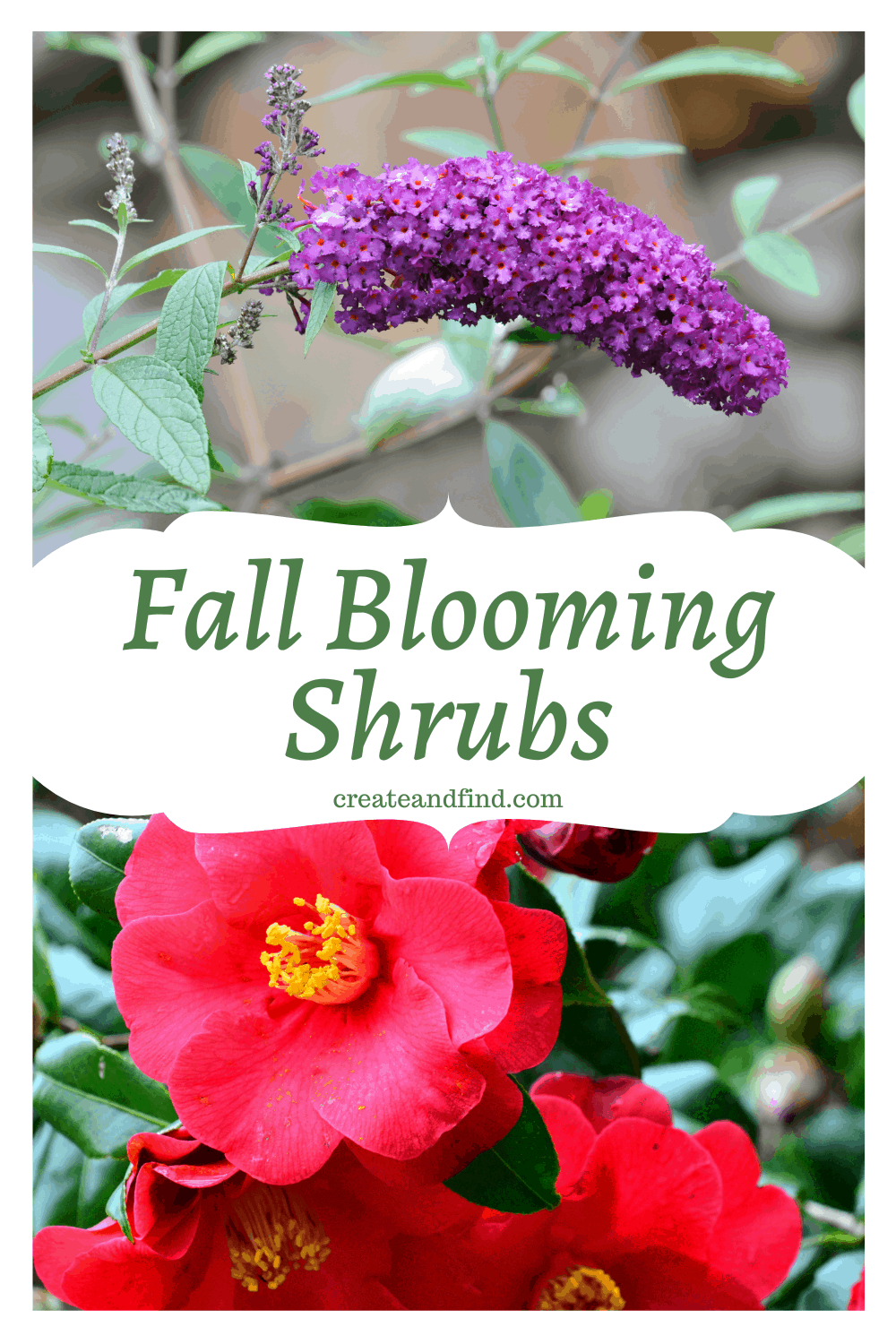 The Best Colorful and Fall Blooming Shrubs for Your Yard