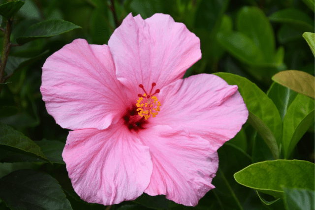 Are Hibiscus Deer Resistant