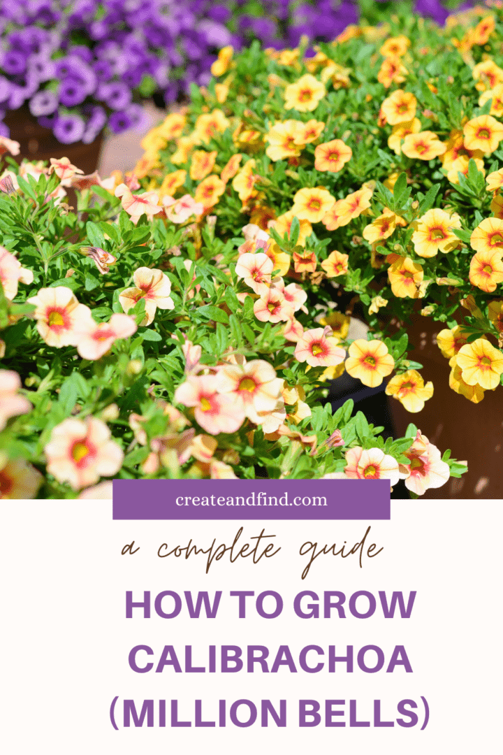 Calibrachoa Growing Tips