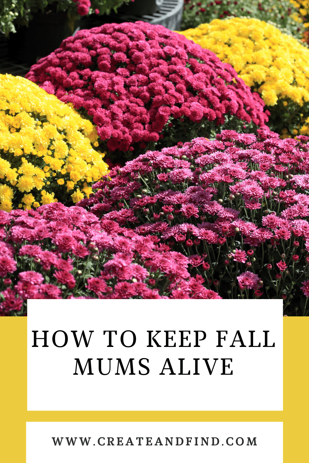 How to Keep Fall Mums Alive and Blooming