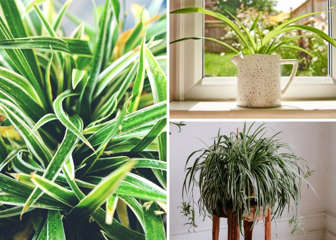 Aesthetic Indoor Plants for Small Spaces