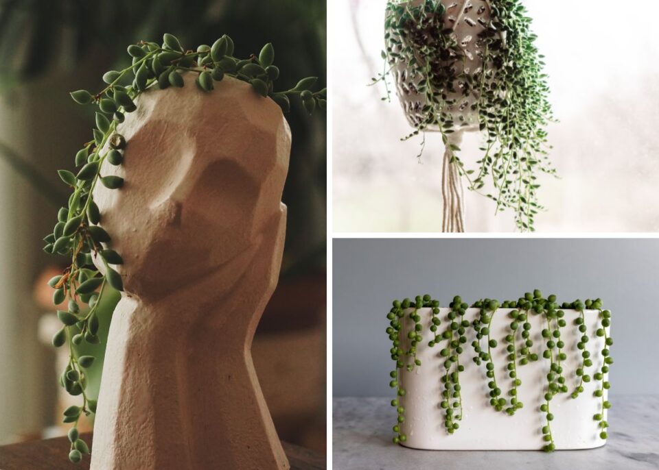 Aesthetic Indoor Plants for Small Spaces