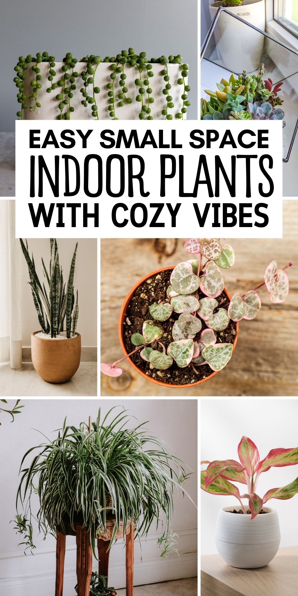 Aesthetic Indoor Plants for Small Spaces