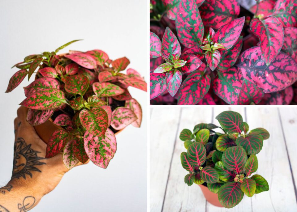 Aesthetic Indoor Plants for Small Spaces