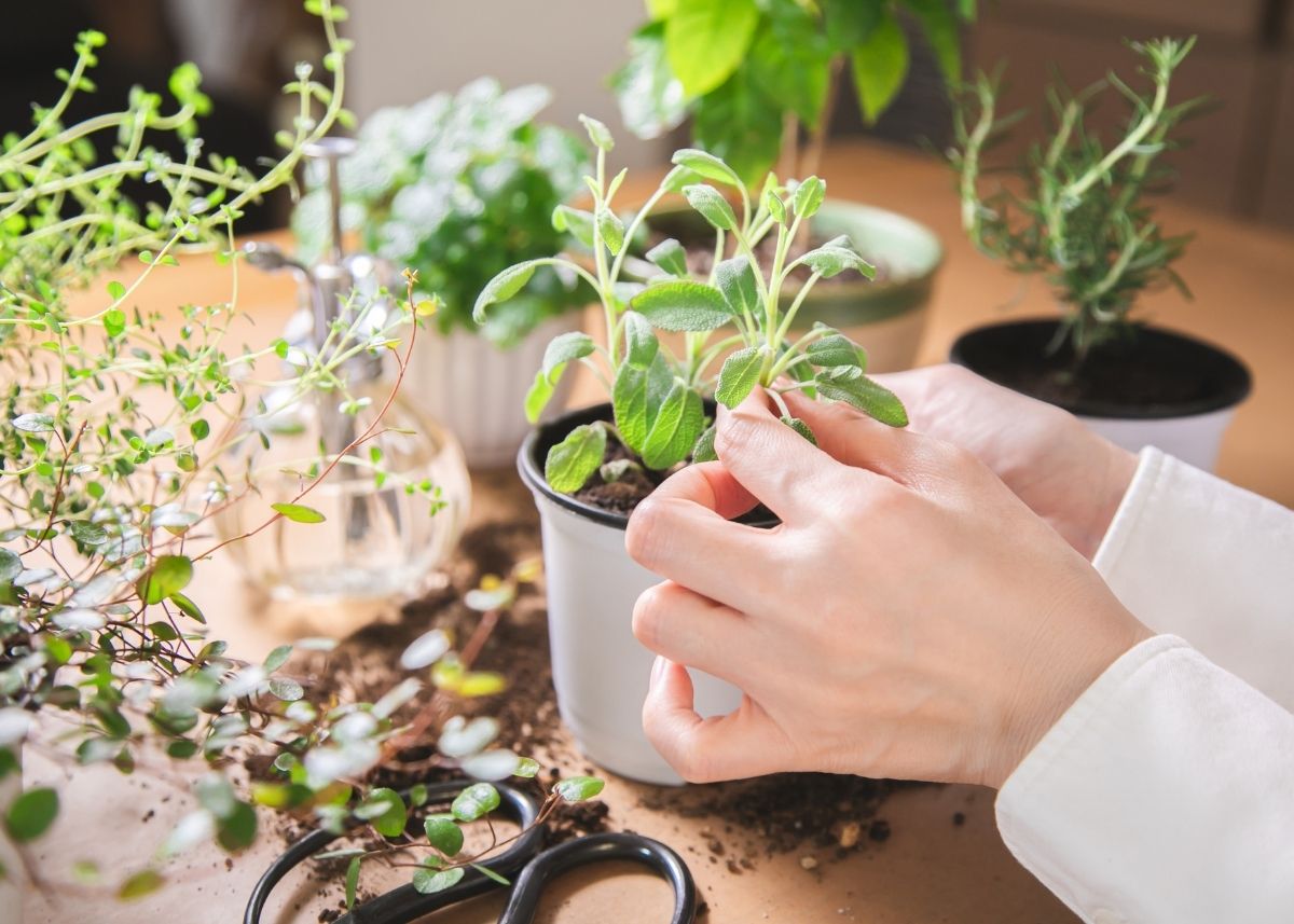 How to Grow a Mini Indoor Herb Garden on Your Desk